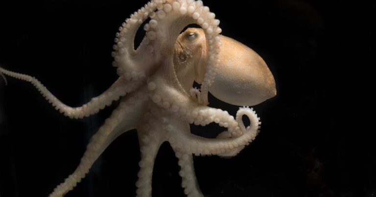 Octopuses Get Emotional About Pain, Research Suggests | Mind Matters