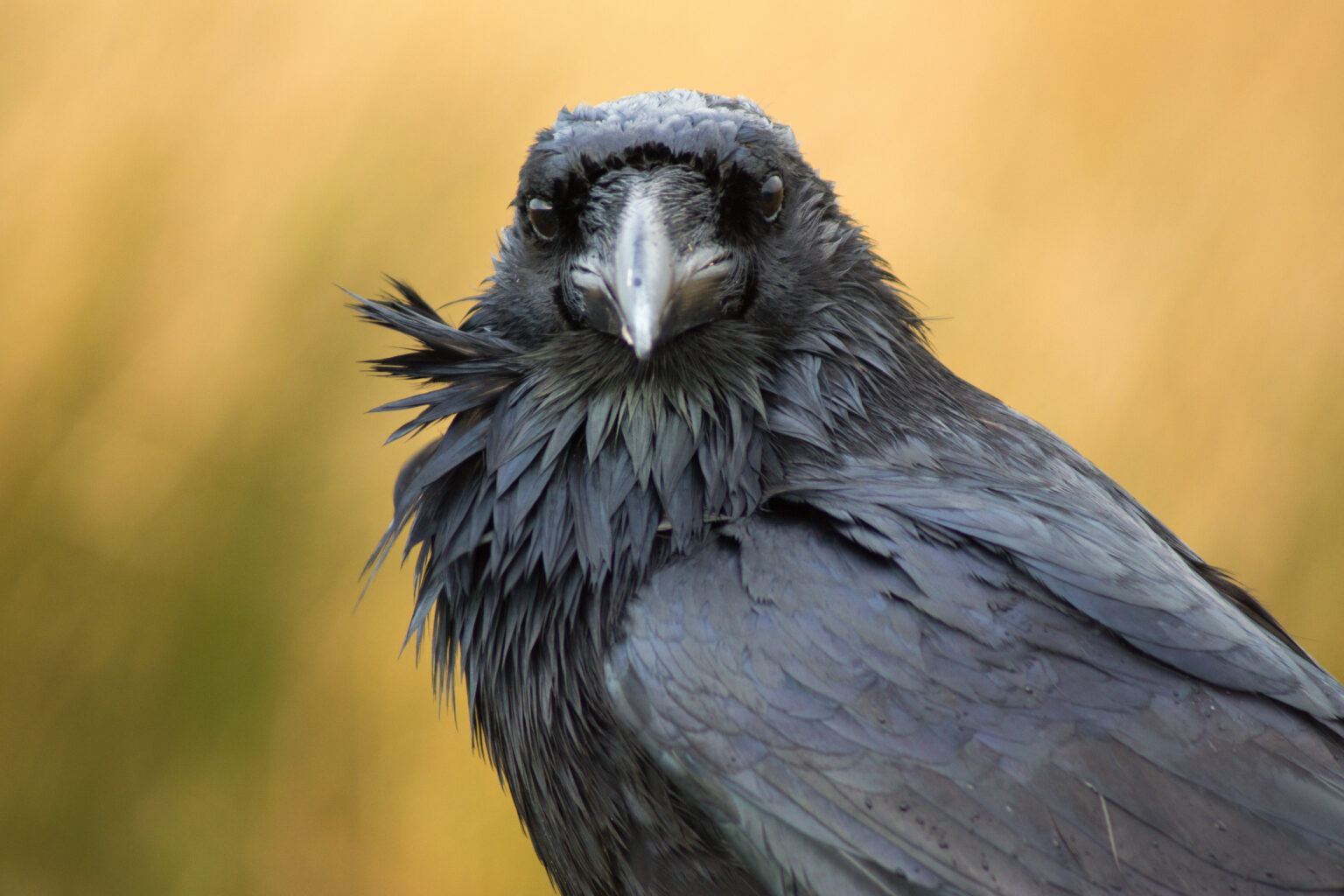At Scientific American: Ravens Are As Smart As Chimpanzees | Mind Matters