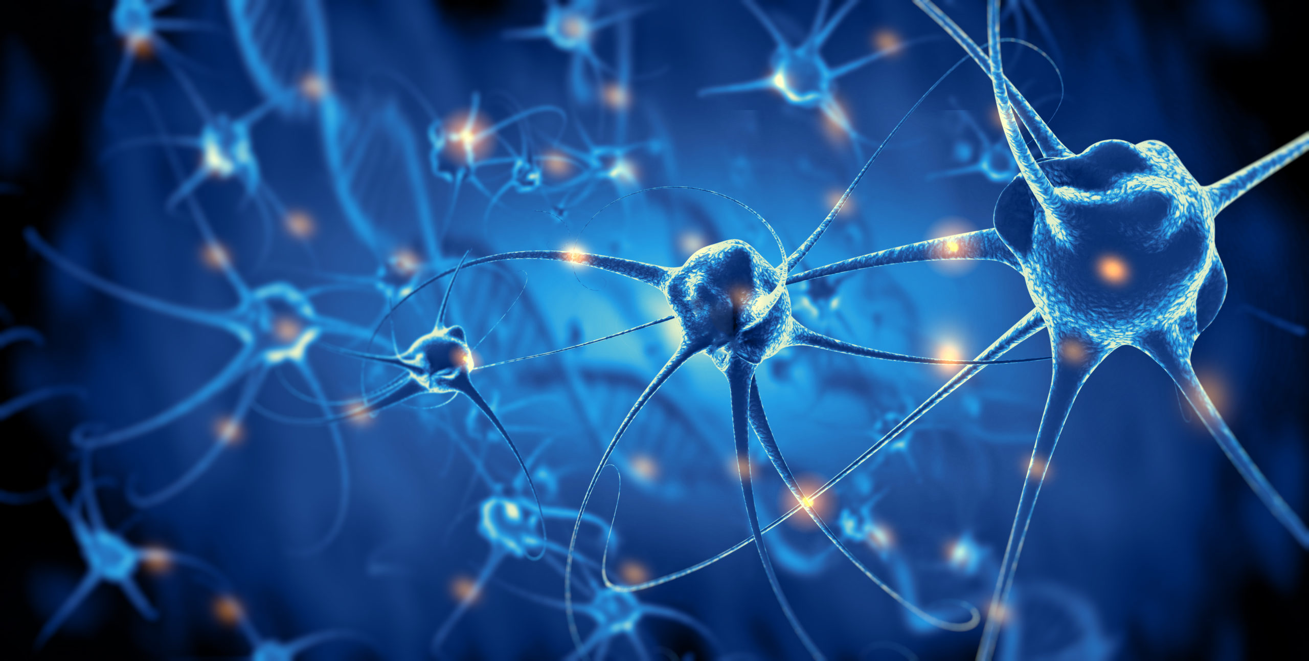 Human Neurons Are Different From Animal Ones, Researchers Say | Mind ...