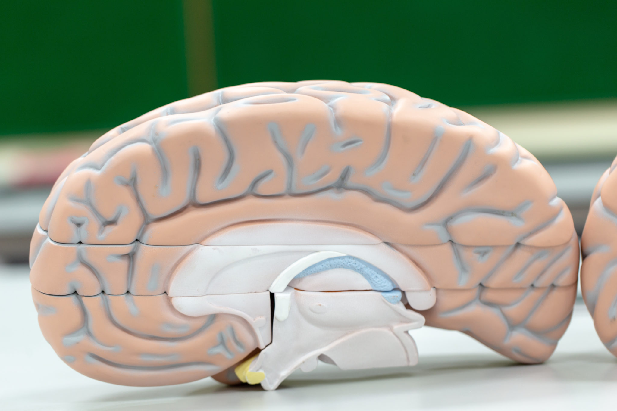 Do Larger Brains Make Us Human? Is That All? | Mind Matters