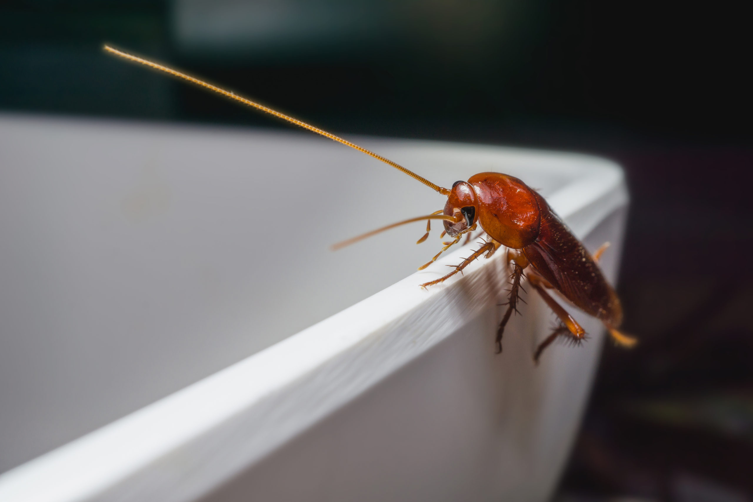 If Roaches Formed a Miniature Civilization… Sci-fi Saturday | Mind Matters