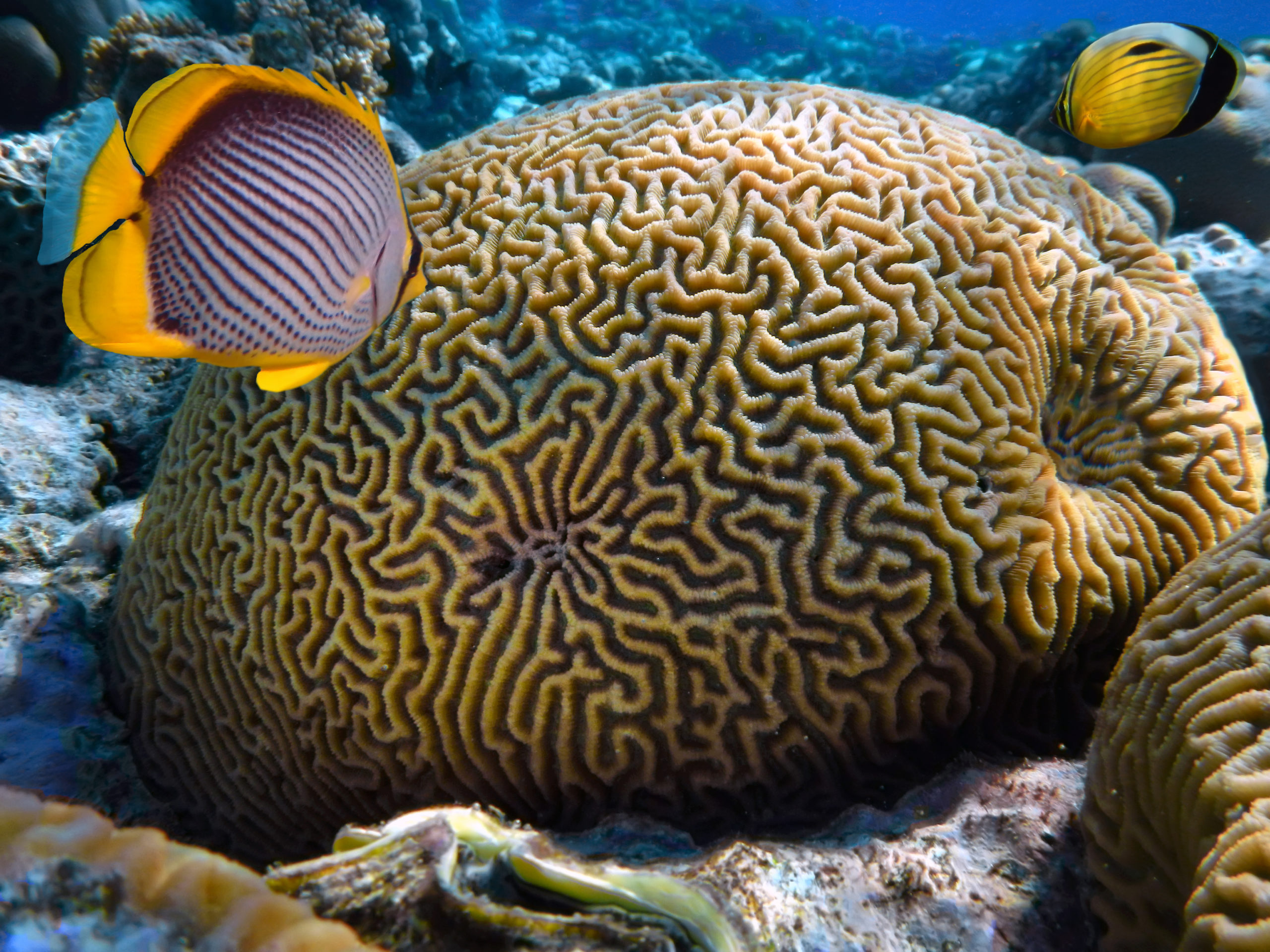 An Ocean in Our Brains? | Mind Matters