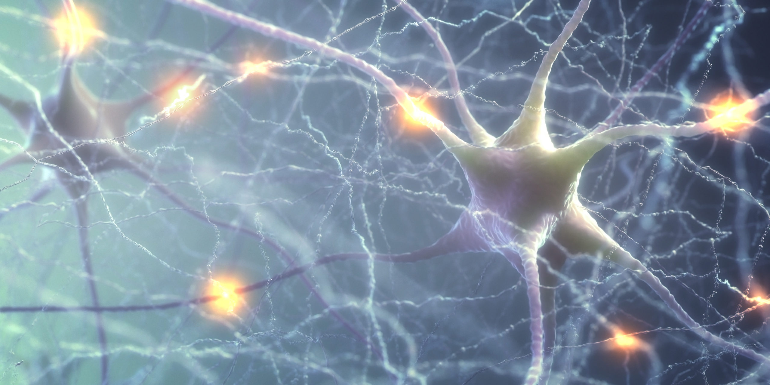 The Mysterious White Matter of the Brain | Mind Matters