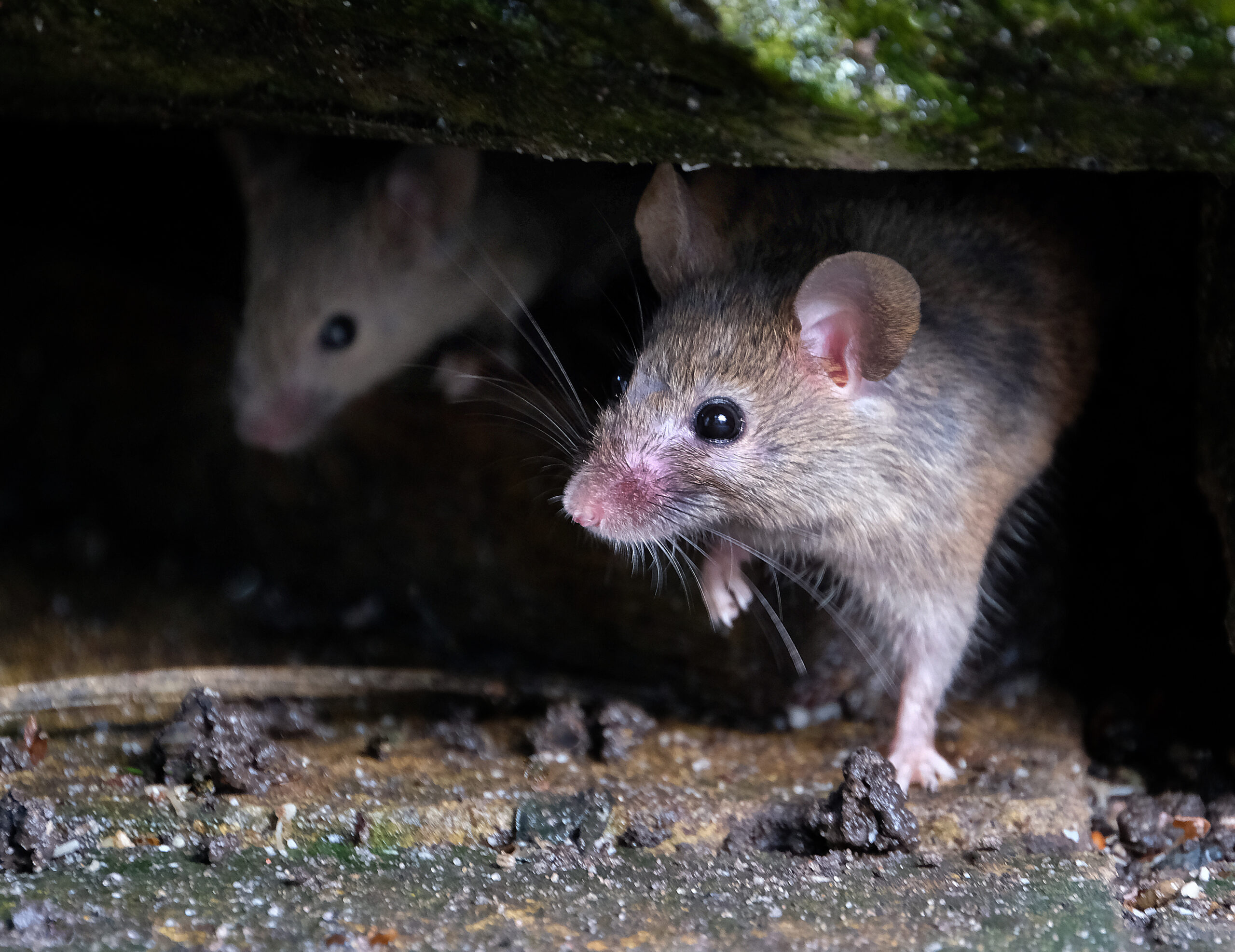 Mice With No Mother? | Mind Matters