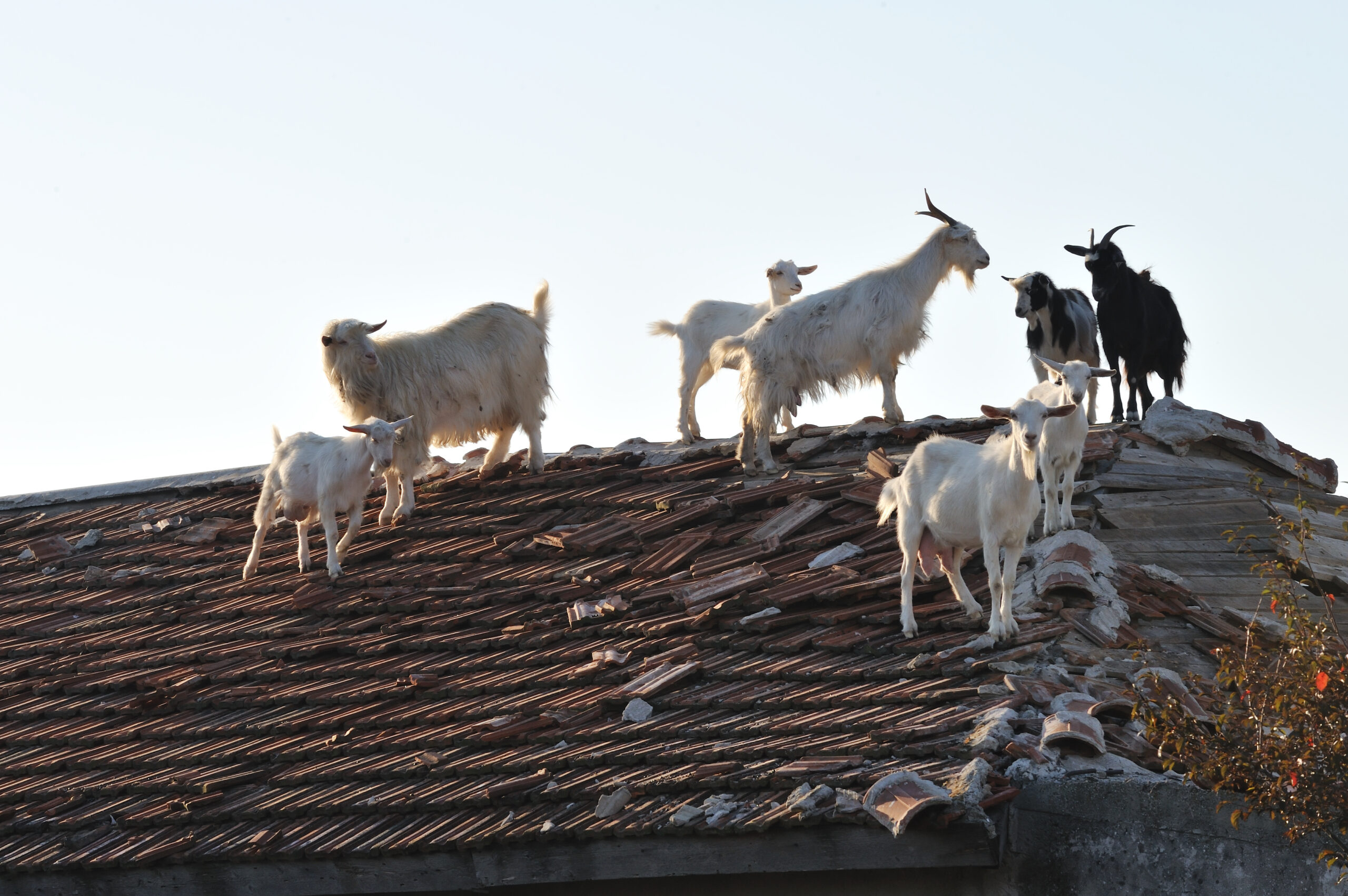 Researchers: Goats Can Read Basic Human Emotions | Mind Matters