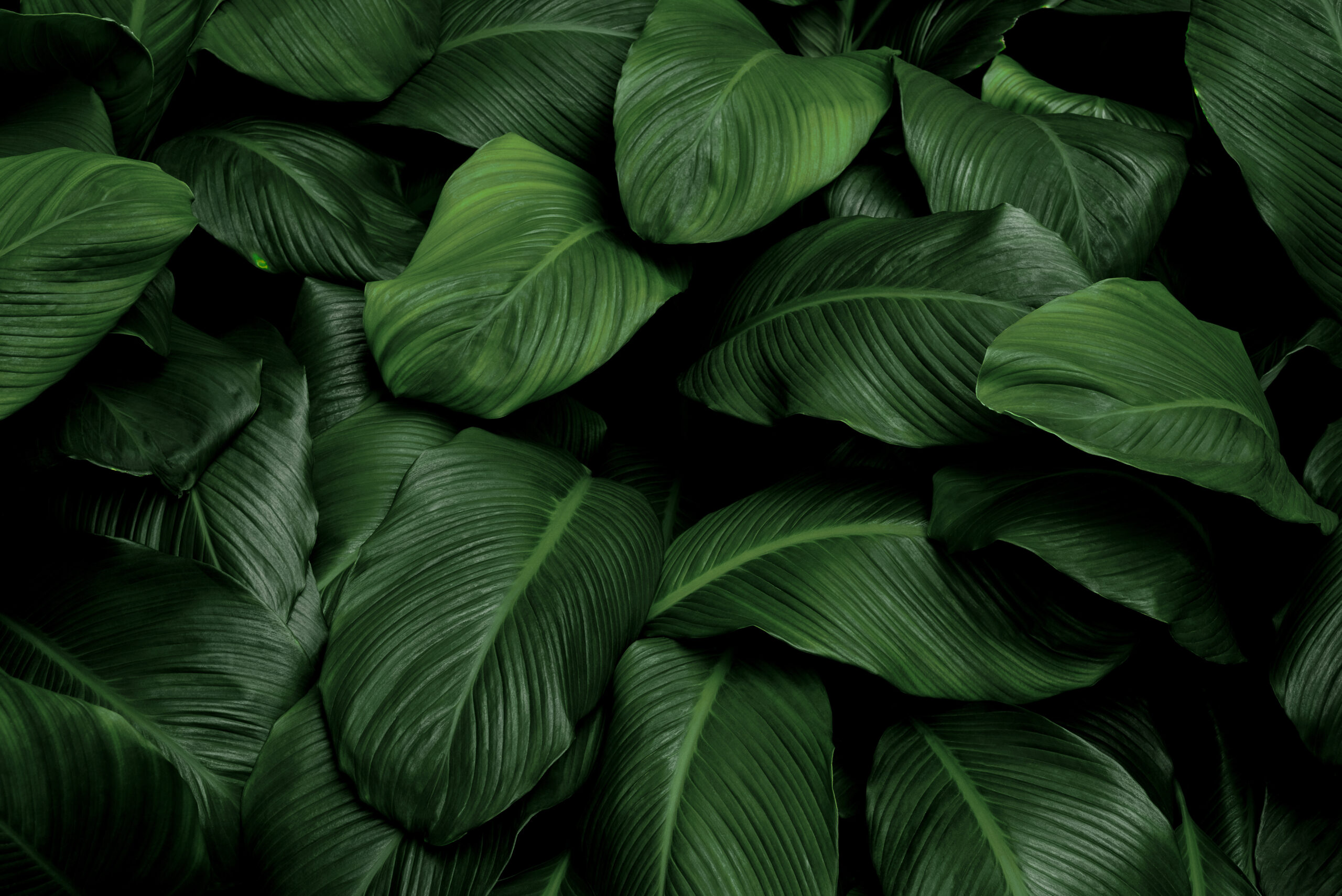 Yes, Plants Do Communicate — But Is It a One-Way Street? | Mind Matters