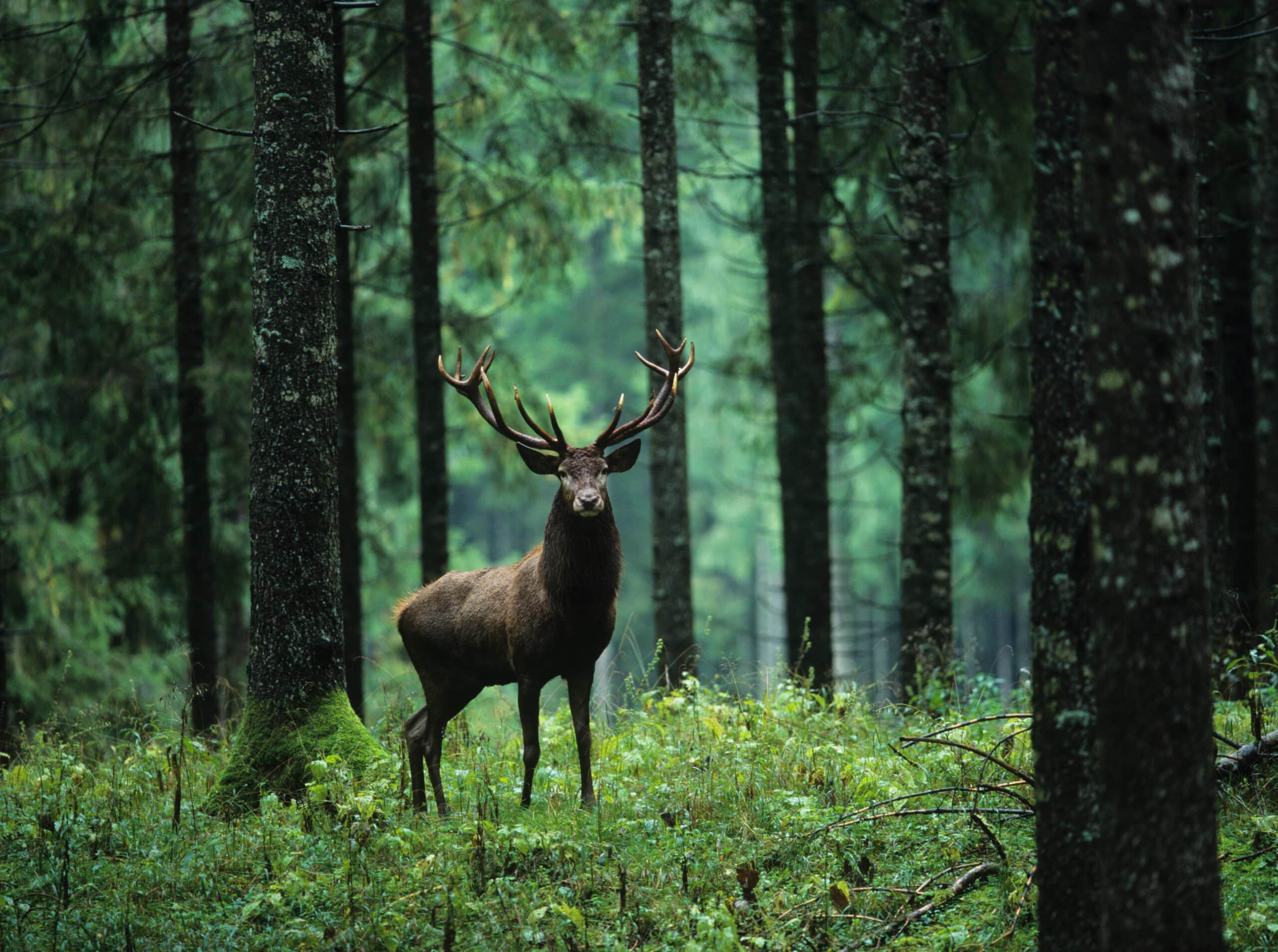 Animals Using Healing Plants Is Old News, Says Classics Prof | Mind Matters