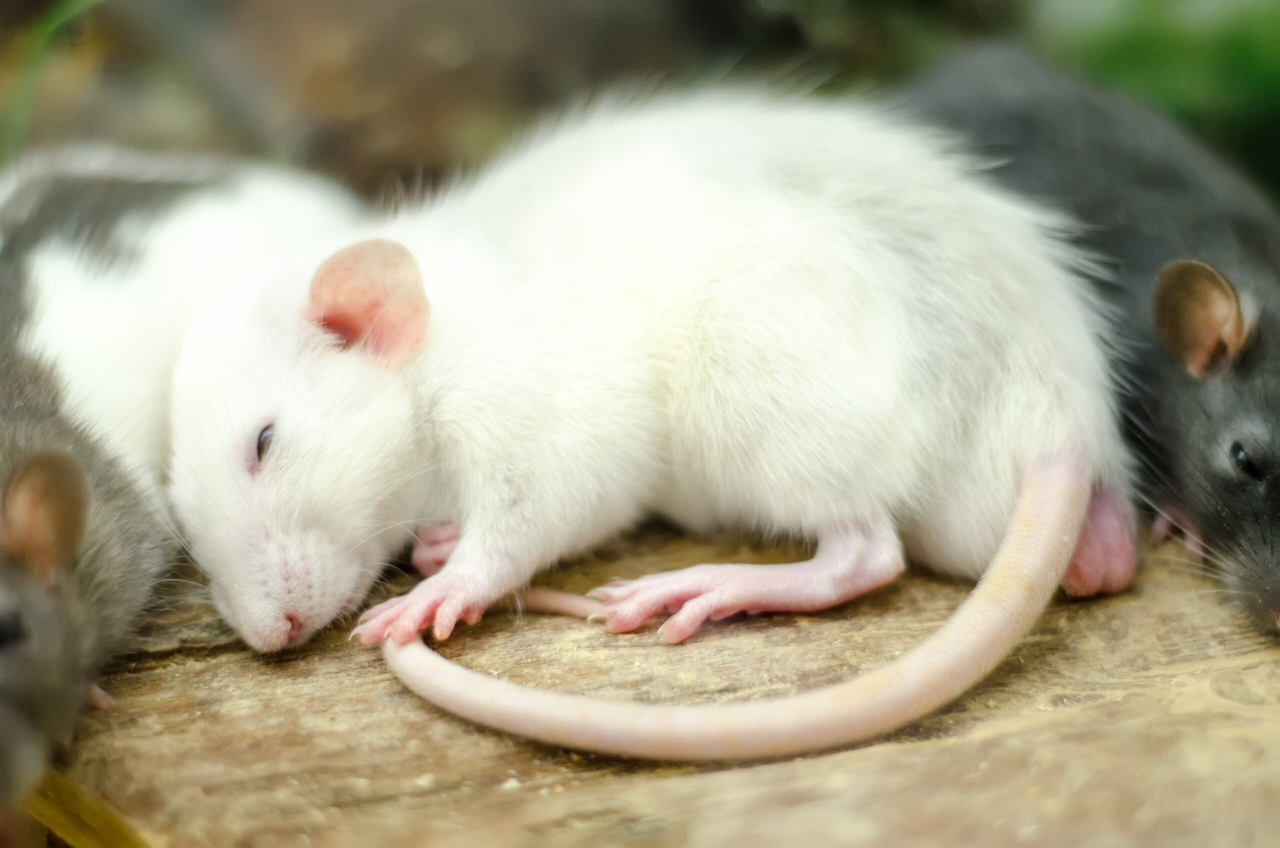 Mice Help Determine How the Brain Lays Down Memories | Mind Matters