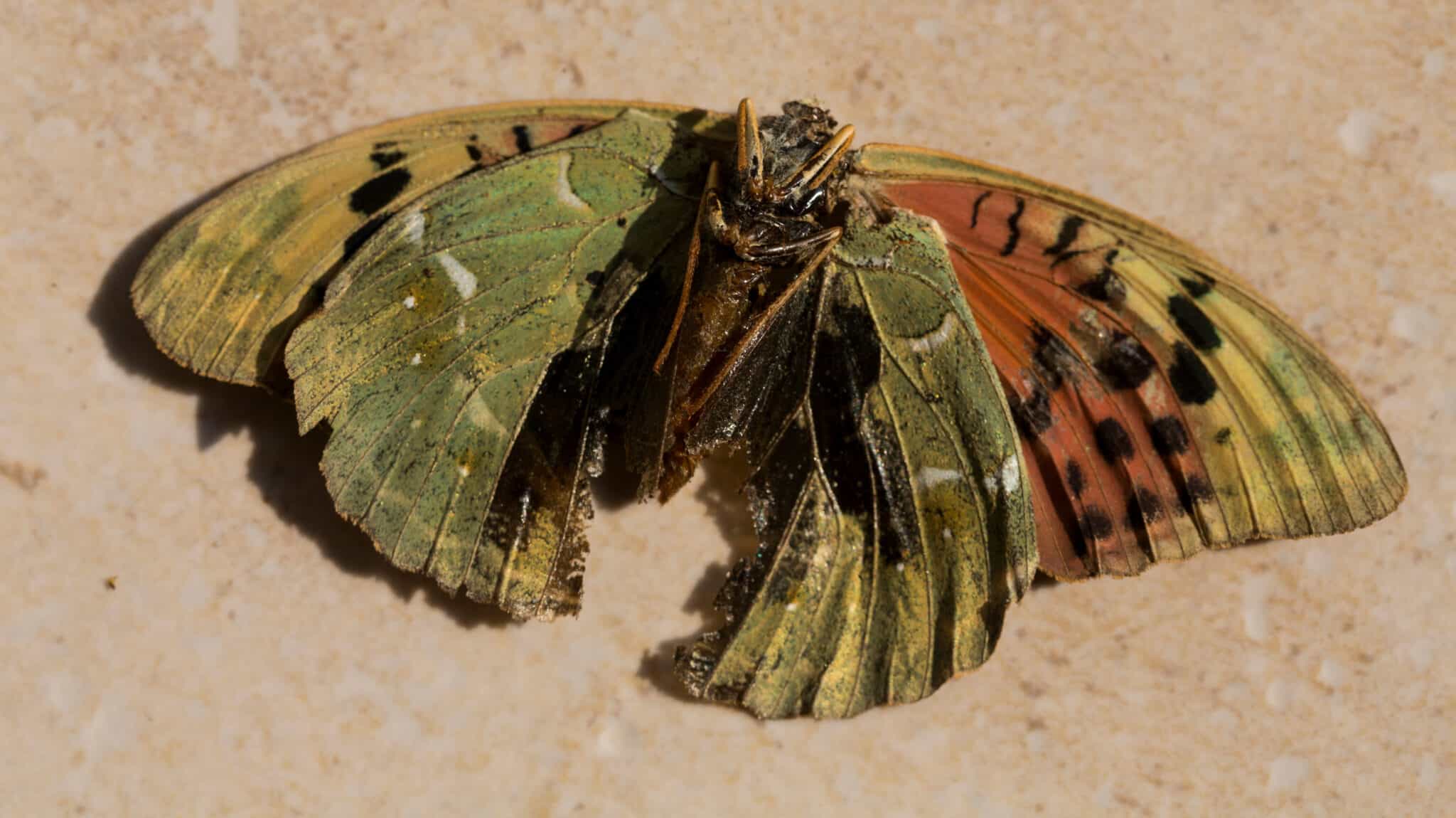 A Sound of Thunder: Does the Famous Butterfly Effect Make Sense? | Mind ...
